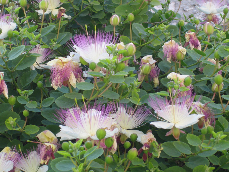Gardening secrets of how to grow Capers a medicinal and aromatic plant ...