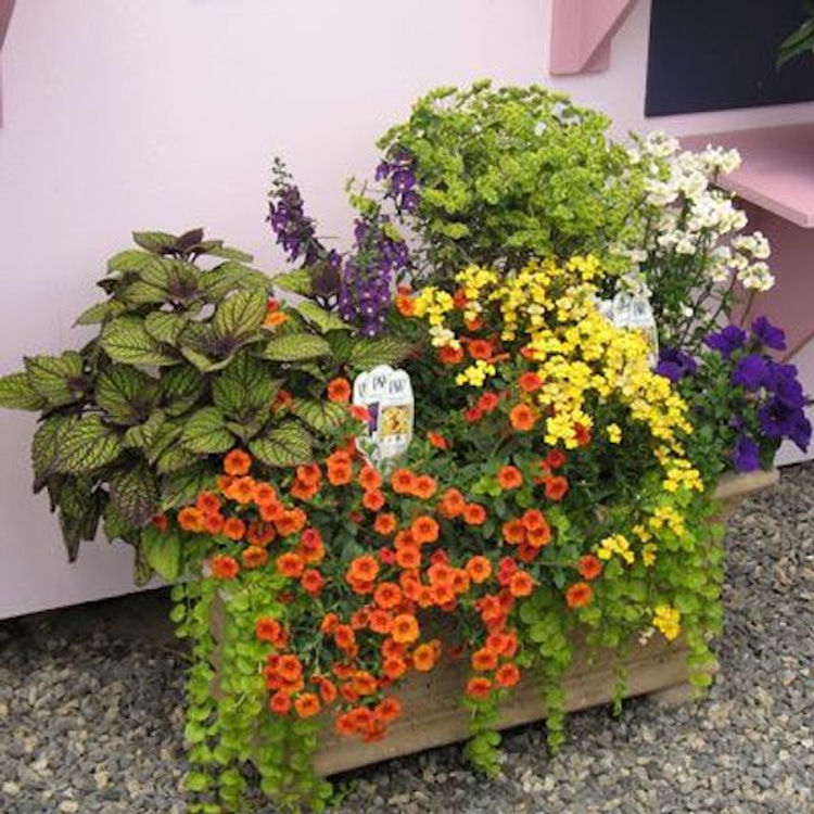 54 Amazing ideas with colorful flowers that will boost the beauty of ...