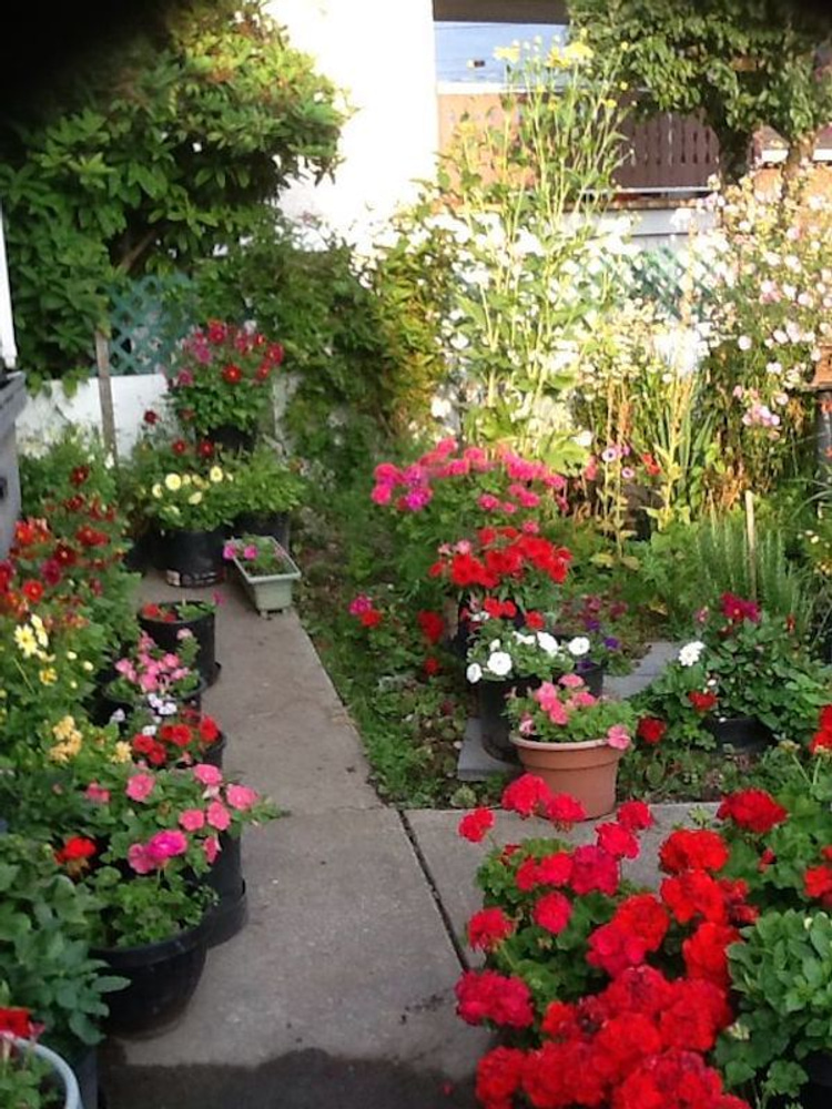 54 Amazing ideas with colorful flowers that will boost the beauty of ...