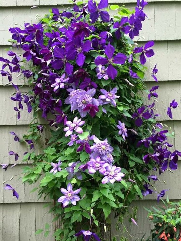 54 Amazing ideas with colorful flowers that will boost the beauty of ...