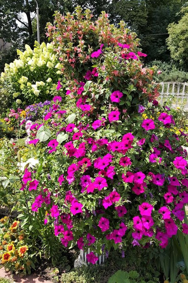 54 Amazing ideas with colorful flowers that will boost the beauty of ...