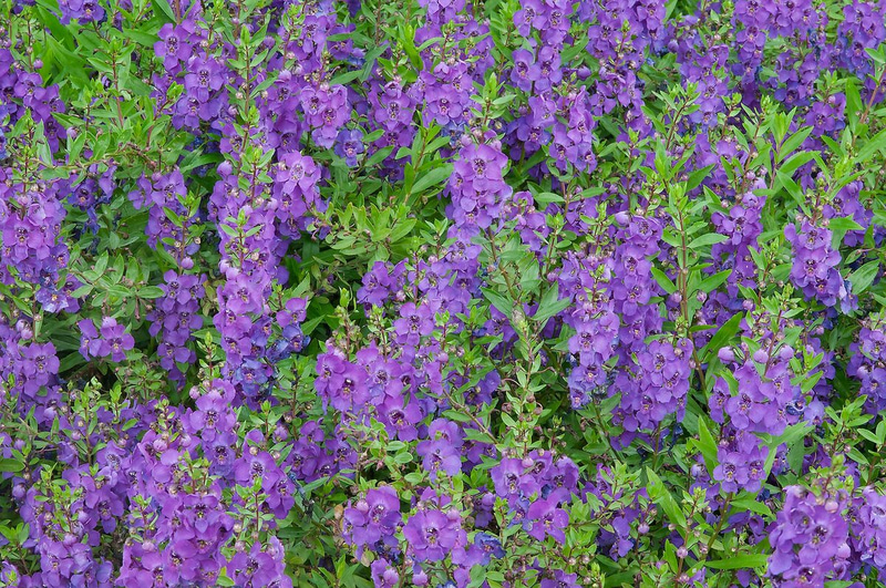 How to grow Angelonia or summer snapdragon: A hardy and impressive ...