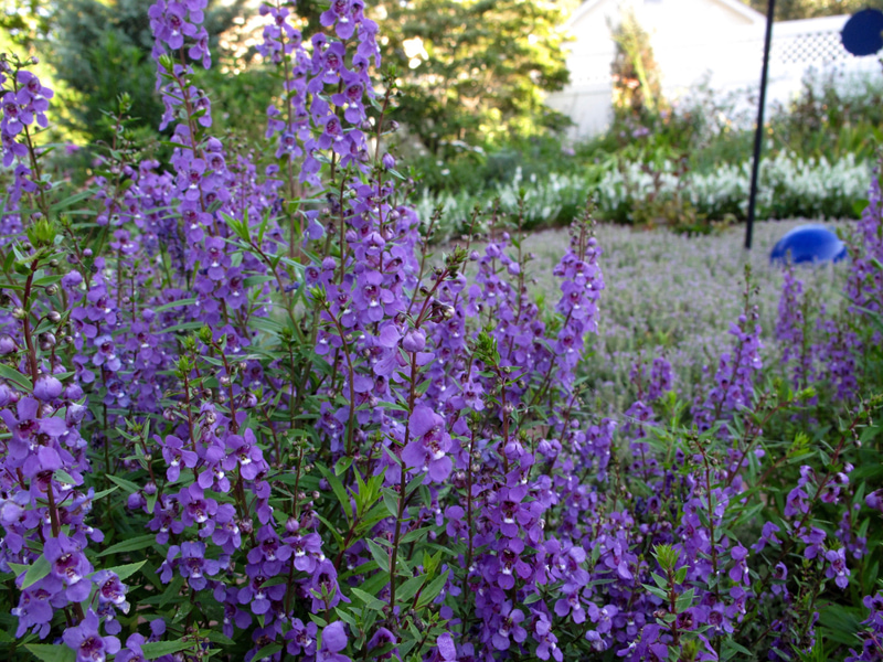How to grow Angelonia or summer snapdragon: A hardy and impressive ...