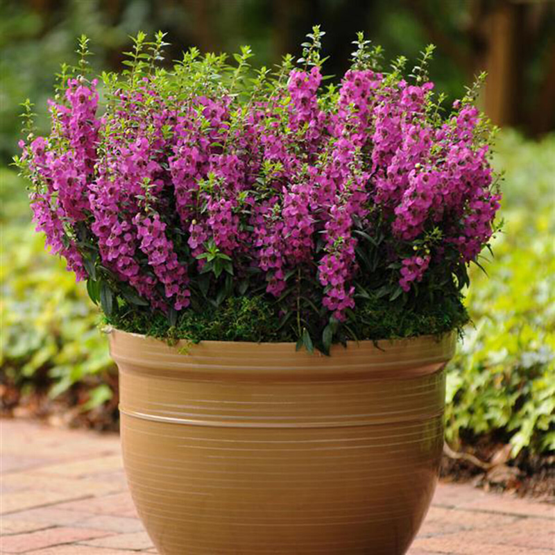 How to grow Angelonia or summer snapdragon: A hardy and impressive ...