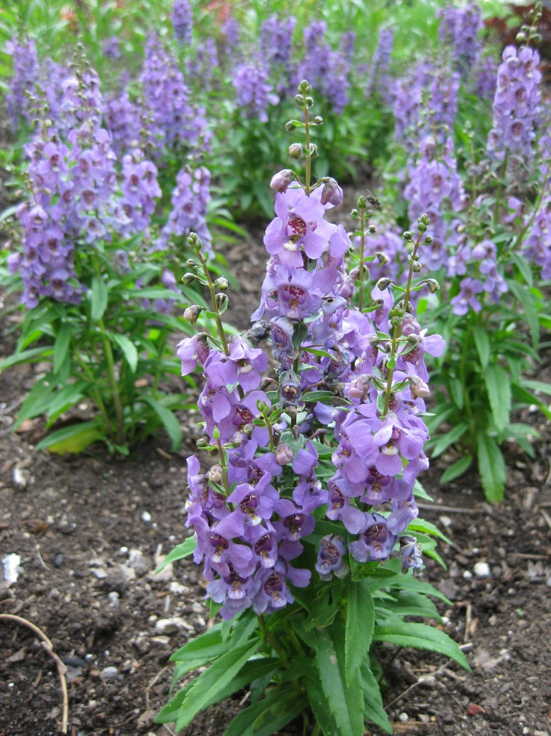 How to grow Angelonia or summer snapdragon: A hardy and impressive ...
