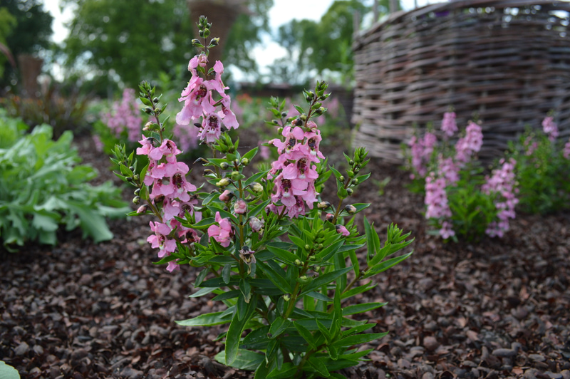 How to grow Angelonia or summer snapdragon: A hardy and impressive ...