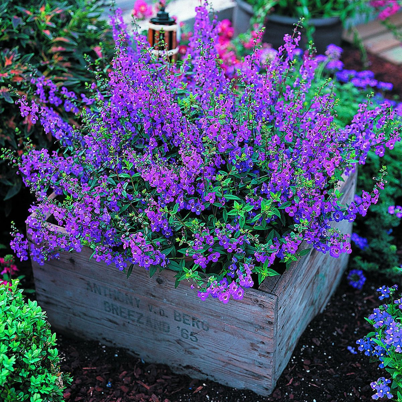 How to grow Angelonia or summer snapdragon: A hardy and impressive ...