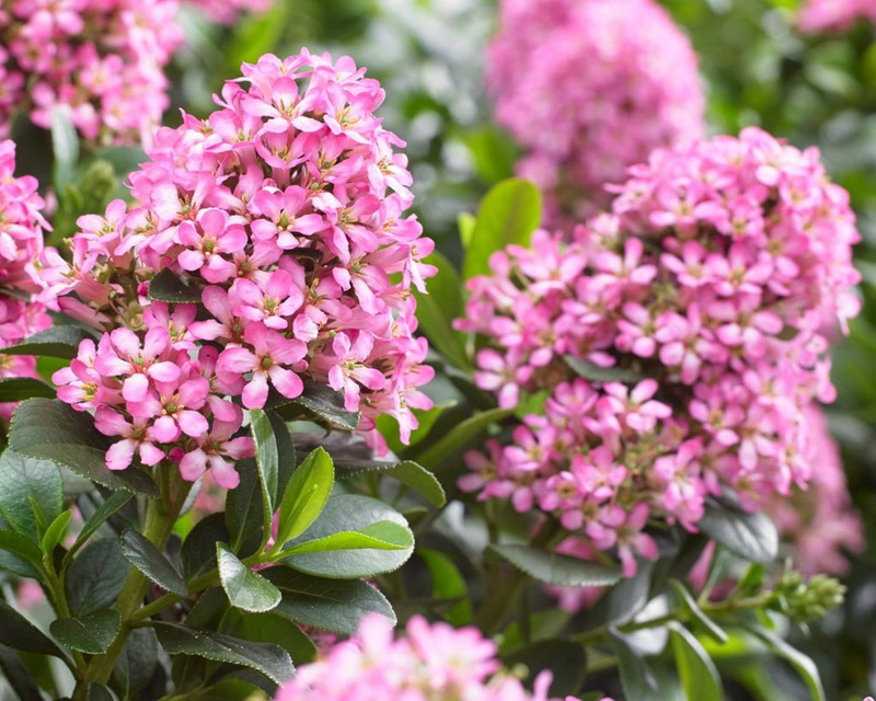 Gardening secrets: How to grow escallonia in your pot and garden | My ...