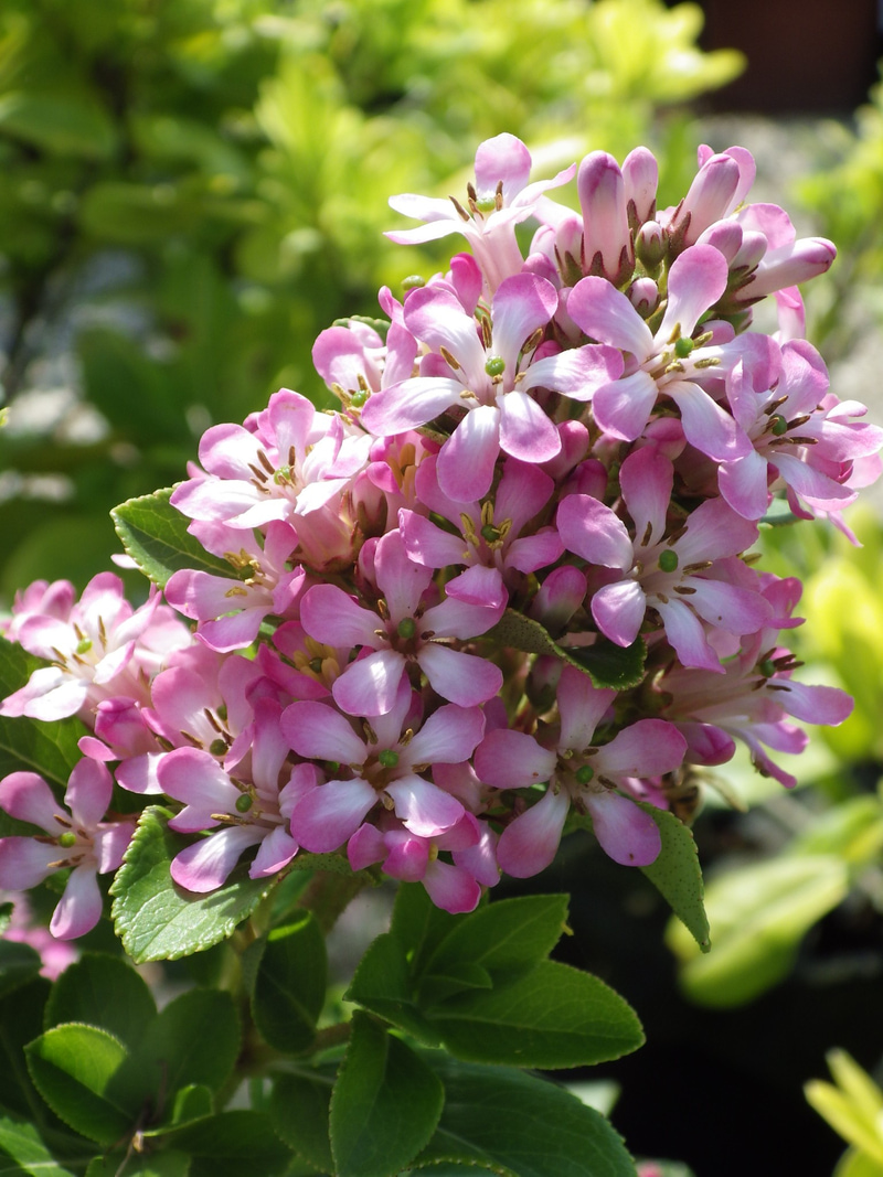 Gardening secrets: How to grow escallonia in your pot and garden | My ...