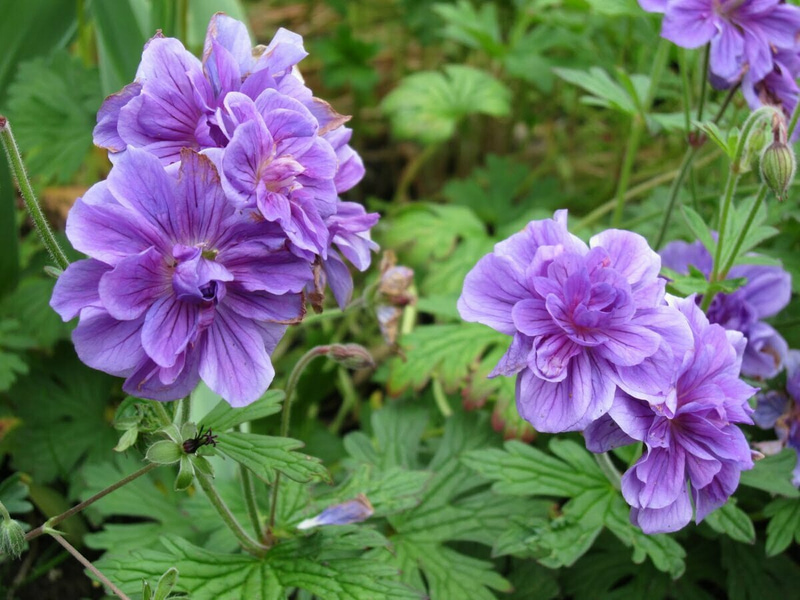 How to grow Himalayan geranium with beautiful blue flowers in your ...