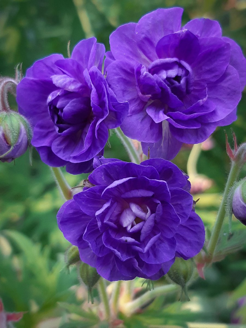 How to grow Himalayan geranium with beautiful blue flowers in your ...