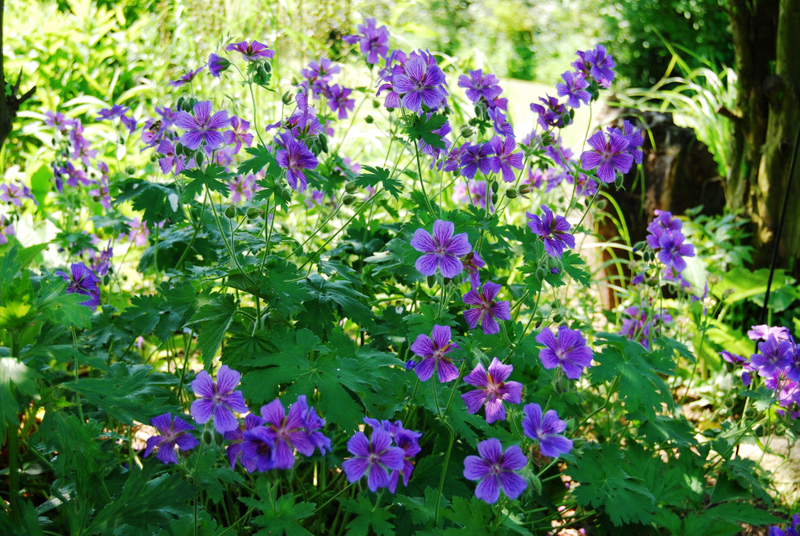How to grow Himalayan geranium with beautiful blue flowers in your ...