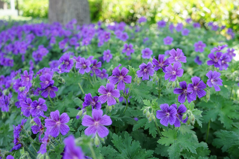 How to grow Himalayan geranium with beautiful blue flowers in your ...