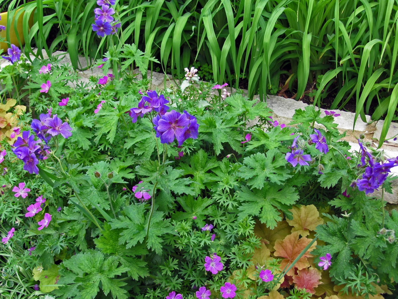 How to grow Himalayan geranium with beautiful blue flowers in your ...