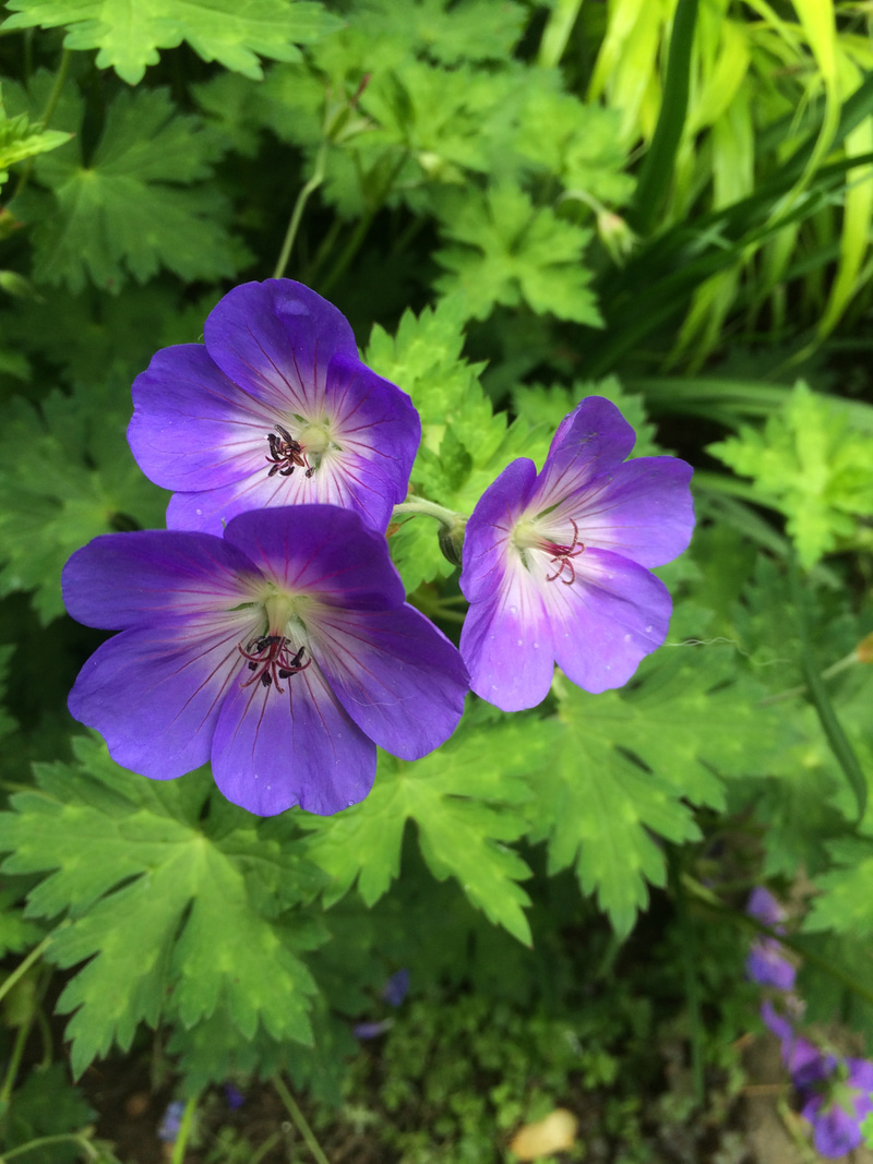 How to grow Himalayan geranium with beautiful blue flowers in your ...