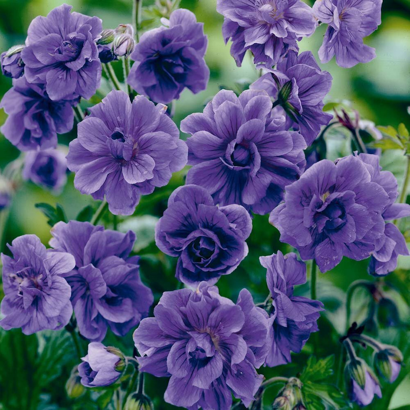 How to grow Himalayan geranium with beautiful blue flowers in your ...