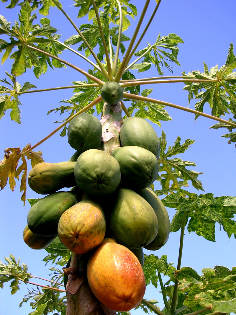 Gardening secrets: How to Grow Papaya in a Pot or your Garden | My ...