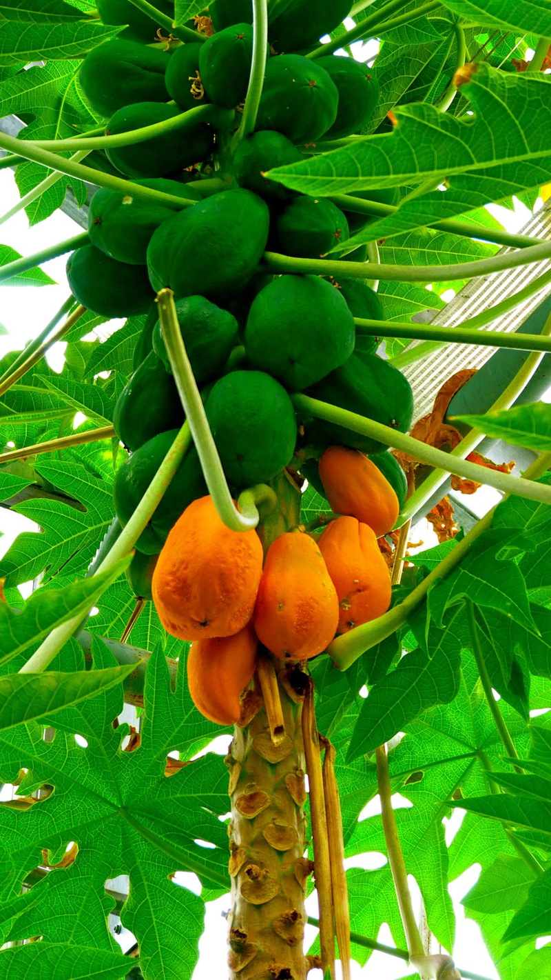 Gardening secrets: How to Grow Papaya in a Pot or your Garden | My ...