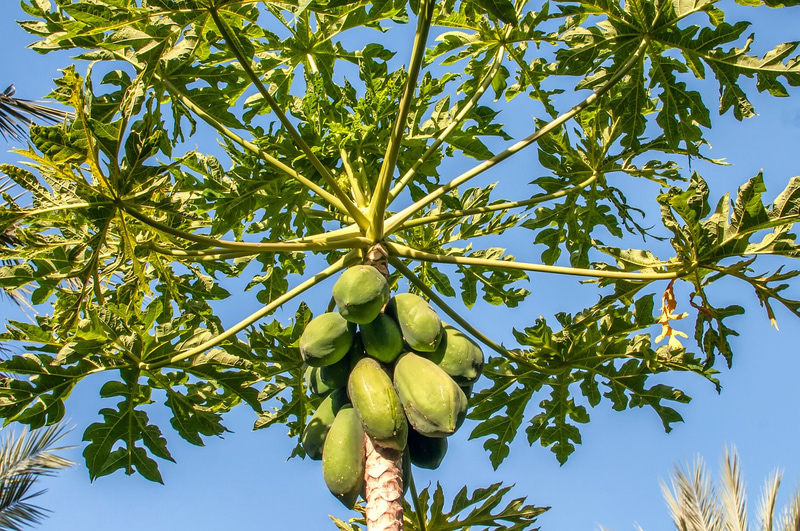 Gardening secrets: How to Grow Papaya in a Pot or your Garden | My ...