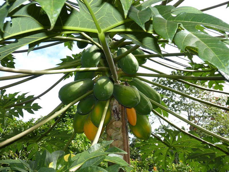 Gardening secrets: How to Grow Papaya in a Pot or your Garden | My ...