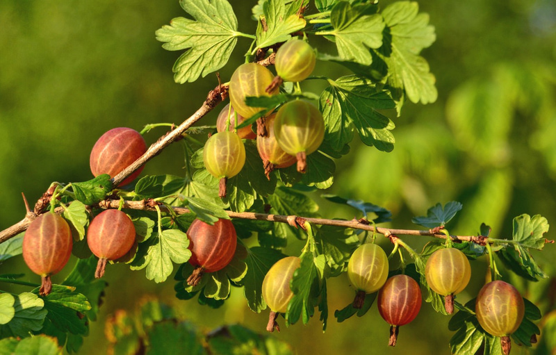 Gooseberry: how to grow this delicious fruit in your garden | My ...