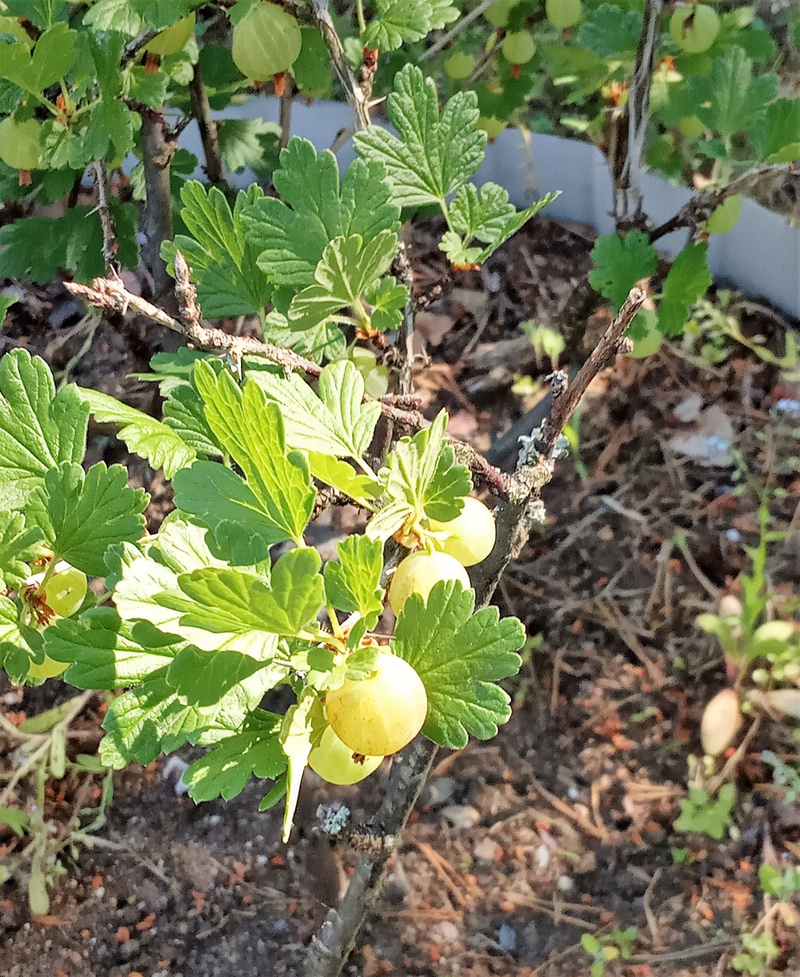 Gooseberry: how to grow this delicious fruit in your garden | My ...