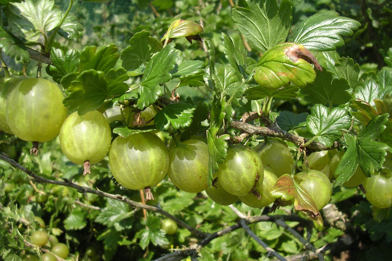 Gooseberry: how to grow this delicious fruit in your garden | My ...