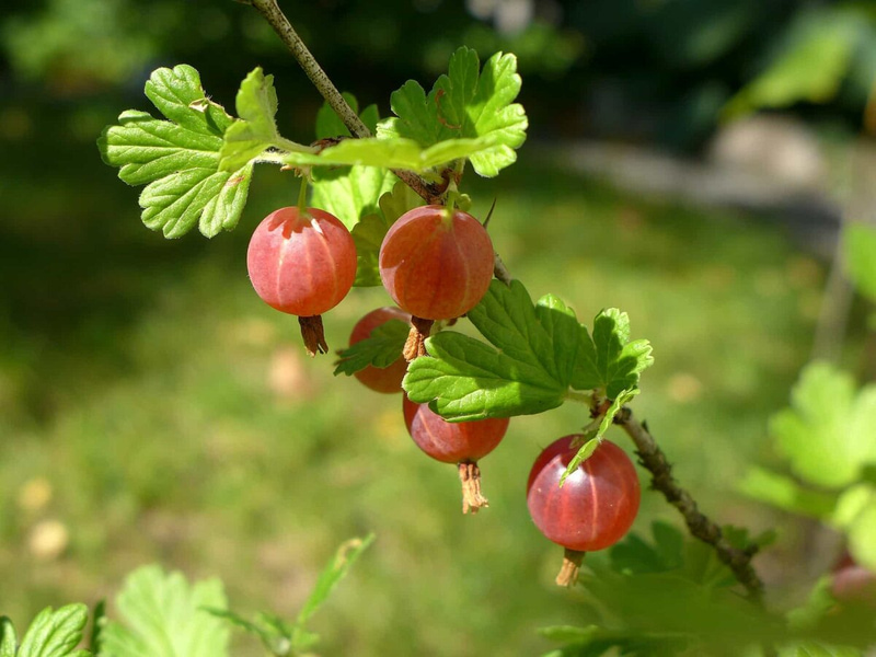 Gooseberry: how to grow this delicious fruit in your garden | My ...