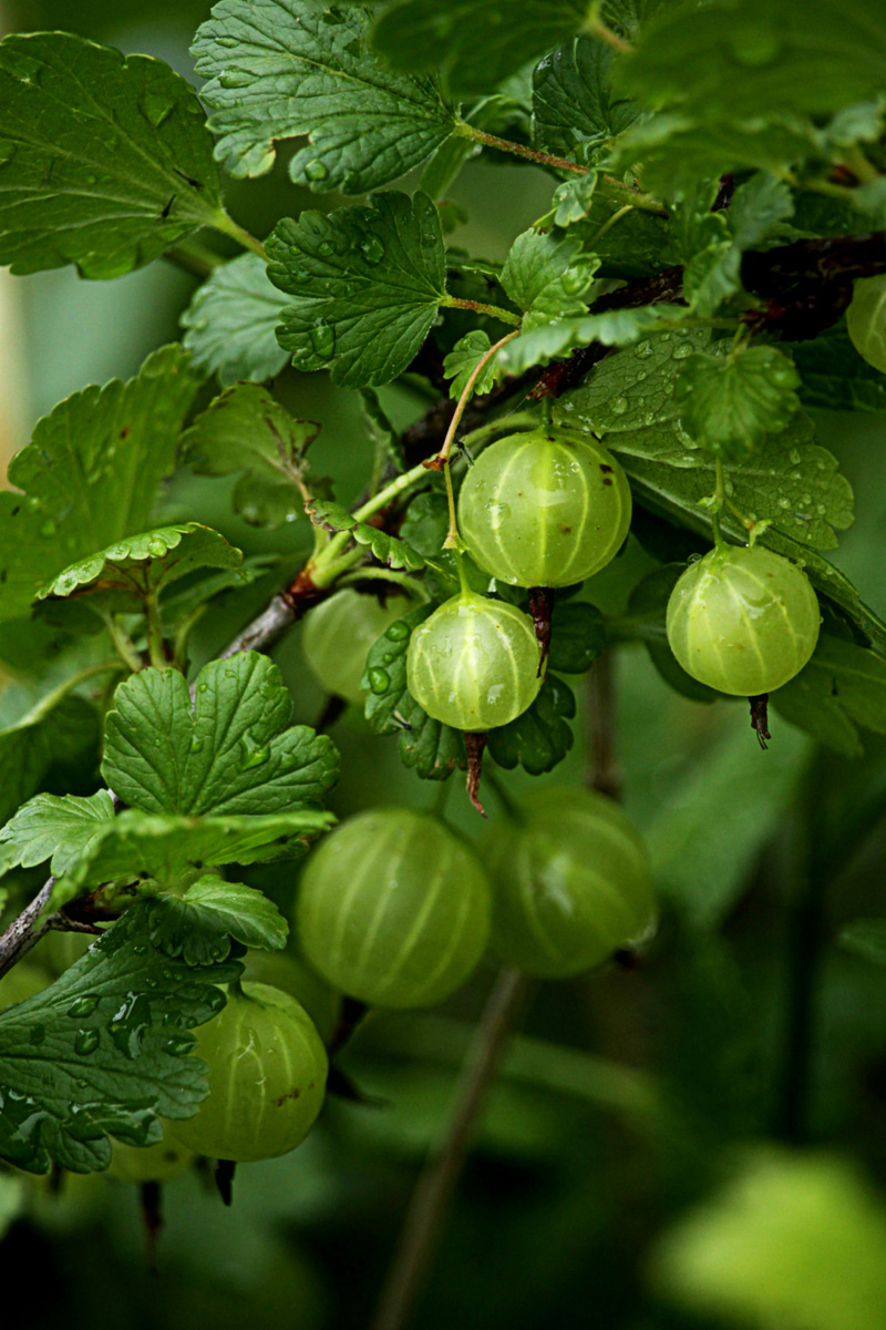 Gooseberry: how to grow this delicious fruit in your garden | My ...