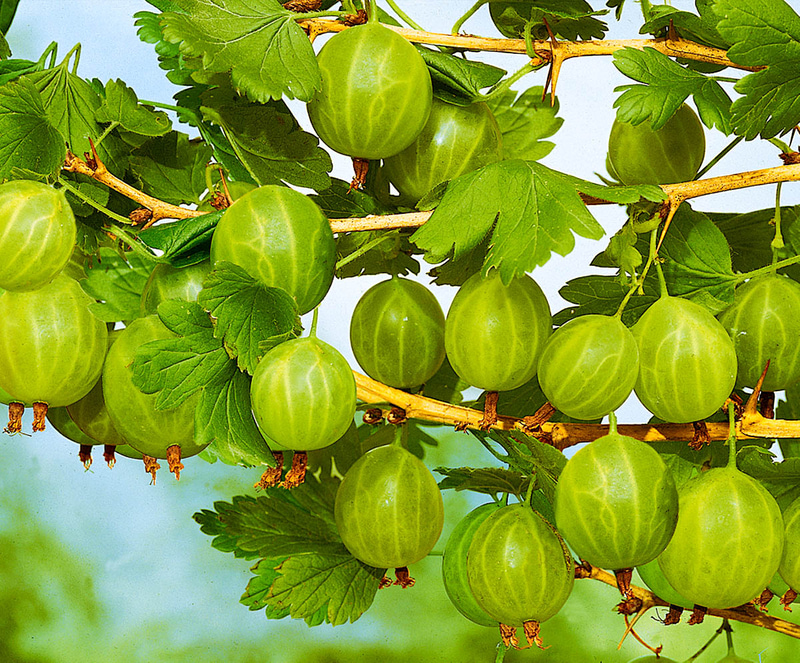 Gooseberry: how to grow this delicious fruit in your garden | My ...
