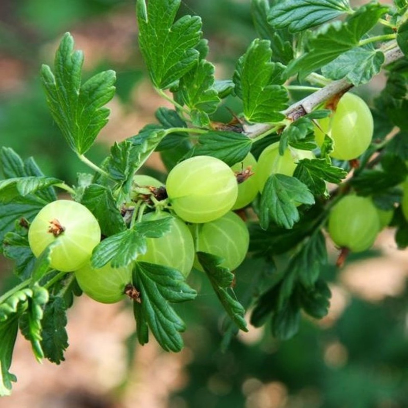 Gooseberry: how to grow this delicious fruit in your garden | My ...
