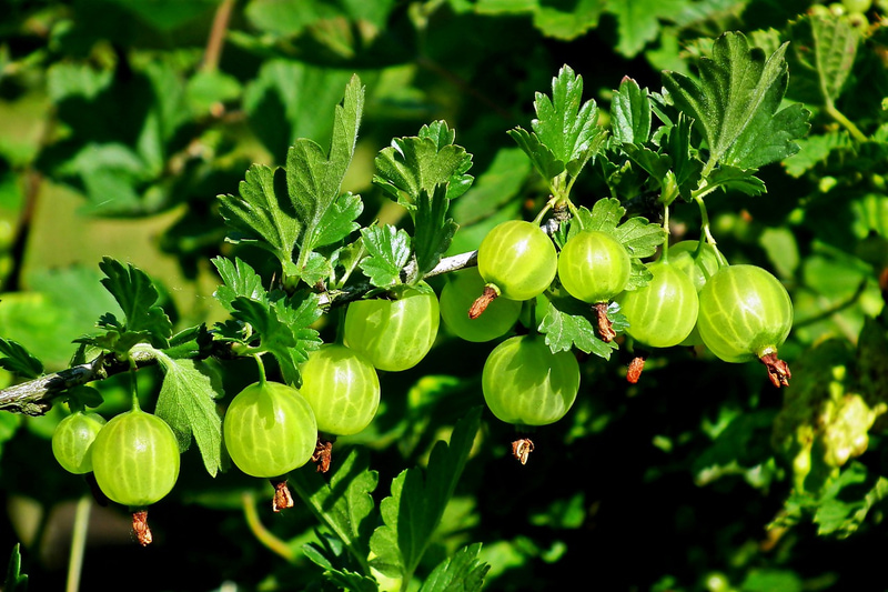 Gooseberry: how to grow this delicious fruit in your garden | My ...