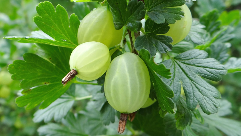 Gooseberry: how to grow this delicious fruit in your garden | My ...
