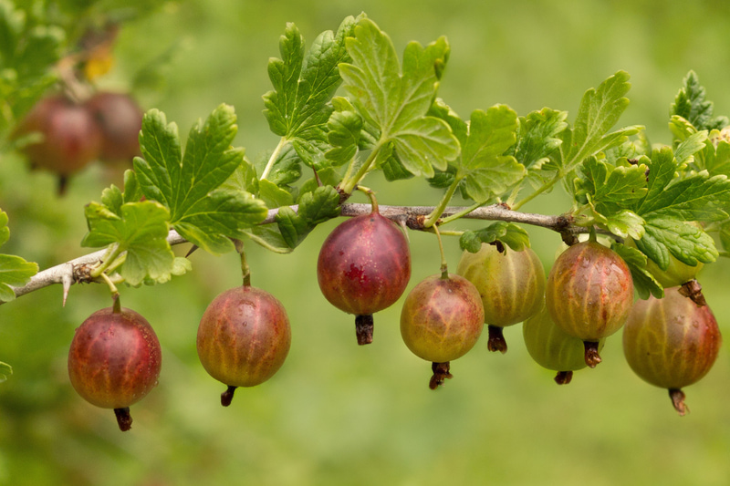 Gooseberry: how to grow this delicious fruit in your garden | My ...