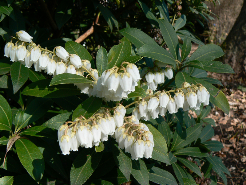 How to grow pieris the attractive evergreen shrub in your pot and ...