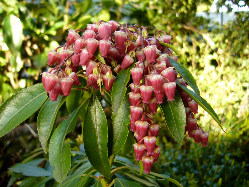 How to grow pieris the attractive evergreen shrub in your pot and ...