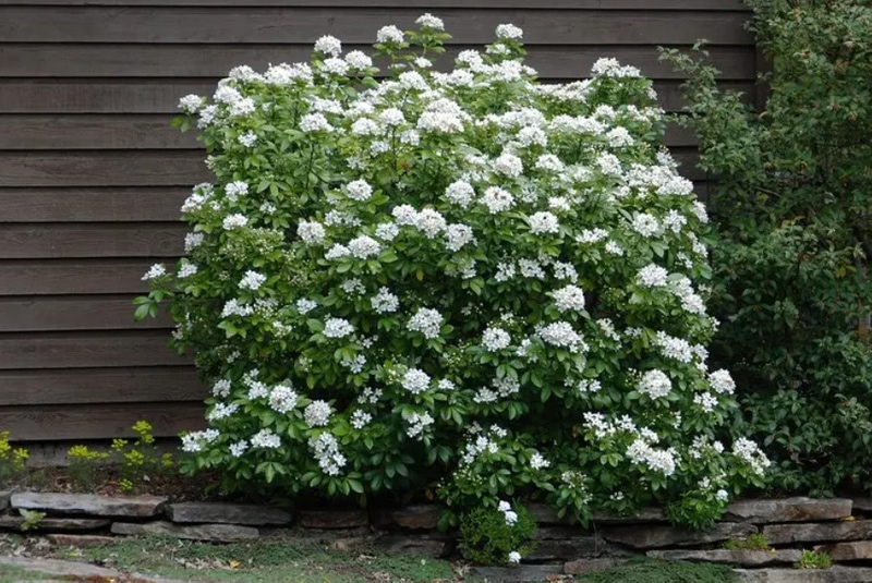 Mexican Orange Blossom or Choisya ternata: A wonderful flowering and ...