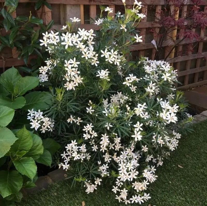 Mexican Orange Blossom or Choisya ternata: A wonderful flowering and ...