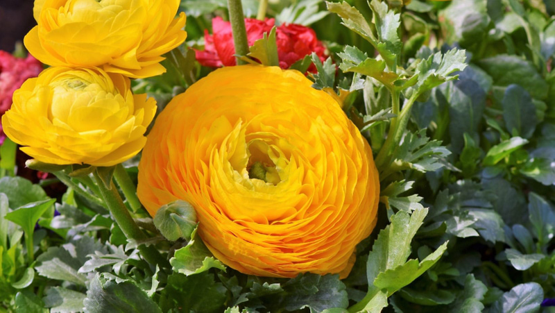 Ranunculus a beautiful flower for intense color in gardens, yards and ...