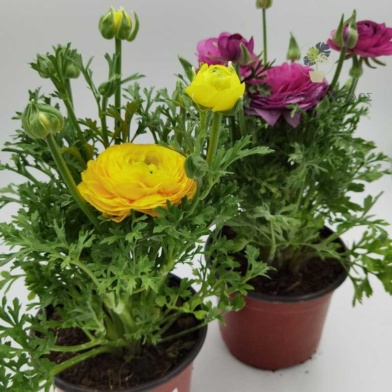 Ranunculus a beautiful flower for intense color in gardens, yards and ...