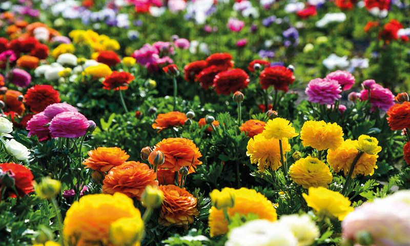 Ranunculus a beautiful flower for intense color in gardens, yards and ...