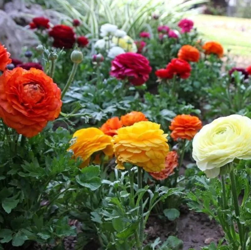 Ranunculus a beautiful flower for intense color in gardens, yards and ...