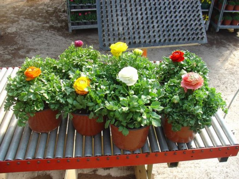 Ranunculus a beautiful flower for intense color in gardens, yards and ...