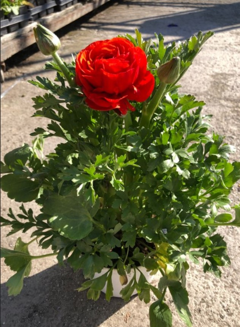 Ranunculus a beautiful flower for intense color in gardens, yards and ...