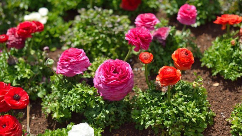 Ranunculus a beautiful flower for intense color in gardens, yards and ...