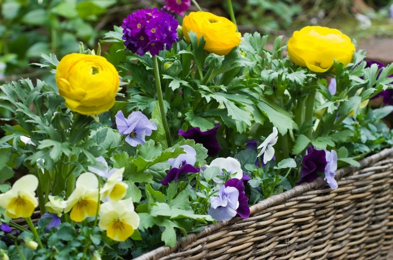 Ranunculus a beautiful flower for intense color in gardens, yards and ...