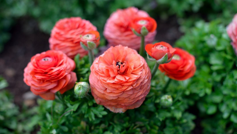 Ranunculus a beautiful flower for intense color in gardens, yards and ...