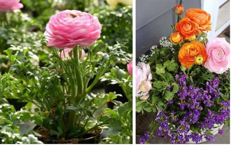 Ranunculus a beautiful flower for intense color in gardens, yards and ...