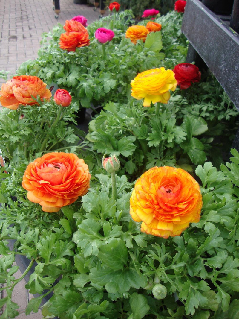 Ranunculus a beautiful flower for intense color in gardens, yards and ...