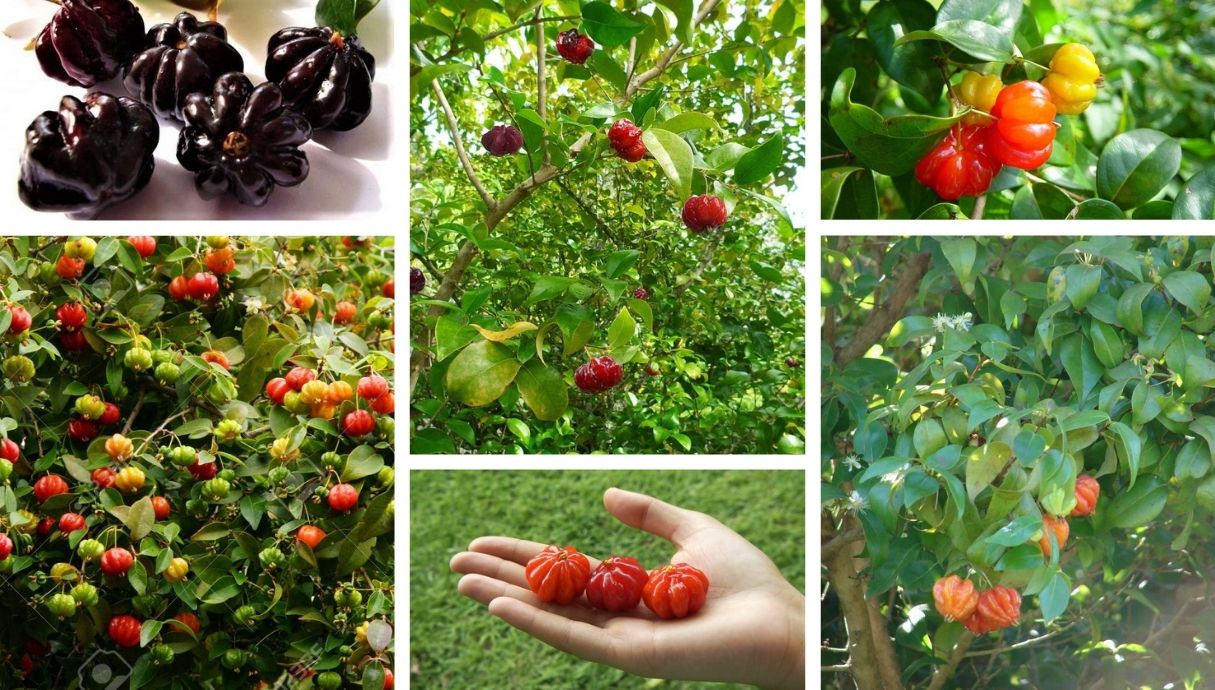 Gardening secrets: Growing Surinam cherry in your graden | My desired home